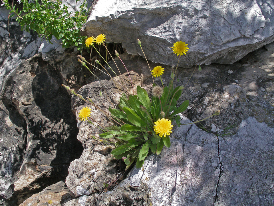 Leontodon saxatilis Lam. subsp. rothii Maire